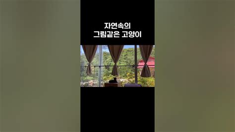 그림속에서 툭 튀어나온것만같은 우리겨울이 🌳 겨울의 움직이는 성 Ost 😋 봄여름가을겨울 자연 산속 올블랙고양이 고양이