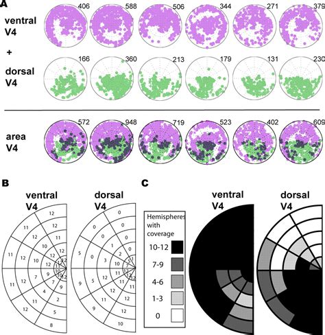 Topographic Organization In And Near Human Visual Area V4 Journal Of Neuroscience