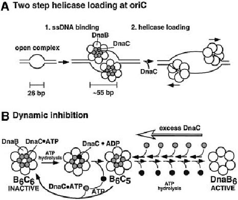 Models Of DnaC Action The Models Are Discussed In Greater Detail In Download Scientific