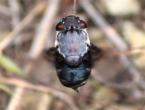 Maryland Biodiversity Project Rabbit Bot Fly Cuterebra Buccata