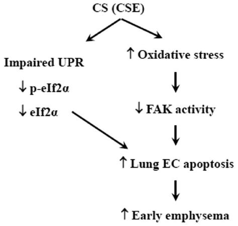 Proposed Model Of Cs Induced Lung Ec Apoptosis And Early Emphysema Cs Download Scientific