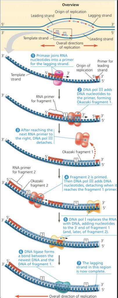 Dna Replication In The Lagging Strand Diagram Quizlet