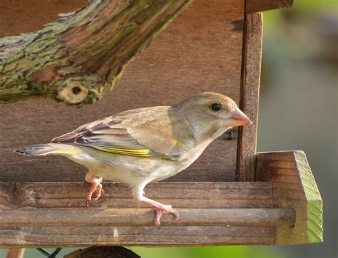Mes Photos Oiseaux Du Jardin