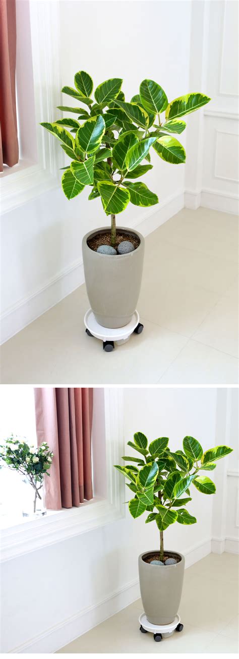 관엽화분 1m~1m30 심플 관엽화분 뱅갈고무나무 꽃배달 플라워119꽃배달서비스 관엽화분 1m~1m30 심플 관엽화분 뱅갈고무나무