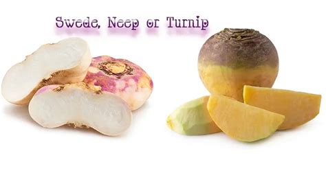 Differences Between Turnip And Swede Healthy Food Near Me