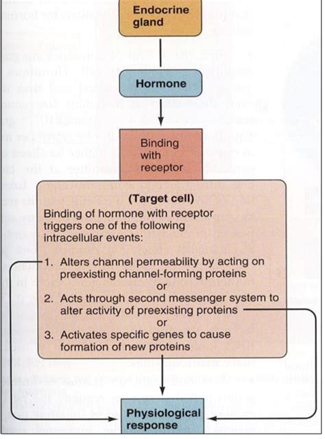 Diagram Of Endocrine System Quizlet