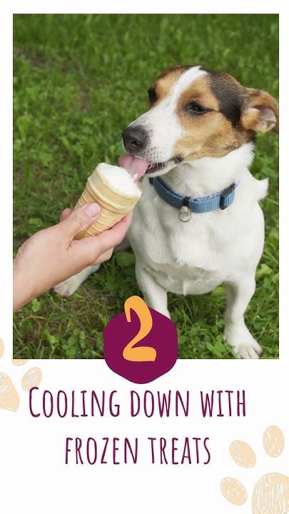 7 Weird Things Your Dog Enjoys Shorts Youtube