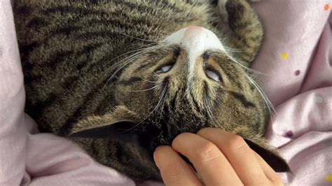 在？进来沉浸式撸猫头！ Youtube