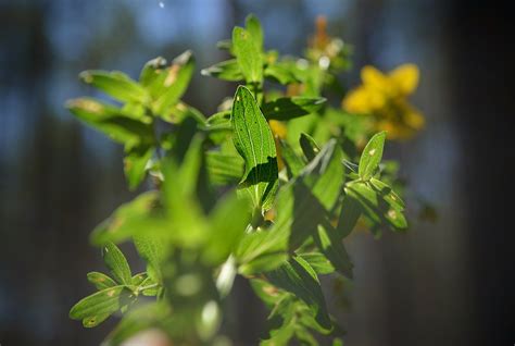 Hypericum Perforatum Wort Free Photo On Pixabay Pixabay