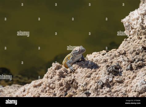 Desert Lizard Over A Salt Crusted Rock At Chaxa Lagoon Atacama Desert