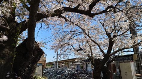東秋留駅前の桜が満開になりました あきる野市スリジエ整骨院