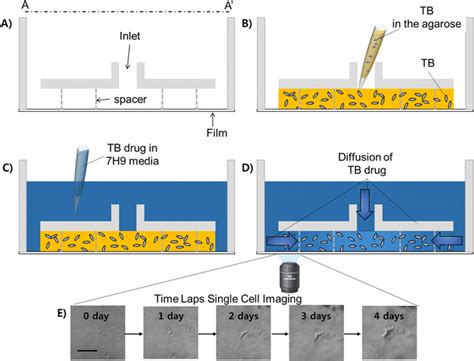 Rapid DST Experimental Procedures Using A DAC Chip A Empty DAC Chip B Download Scientific