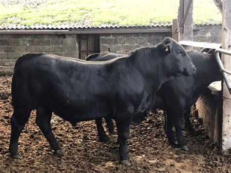 2 X Aberdeen Angus Bulls For Sale Aberdeen Angus Cattle Society