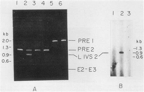 Effect Of A Mutation In The Terminal Cytochrome B Ivs On Self Splicing