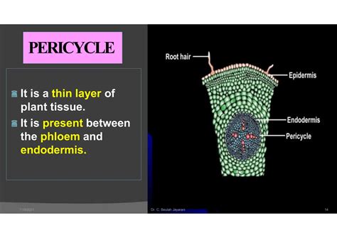 Transverse Section Of Plantpptx Botany Ppt Pptx