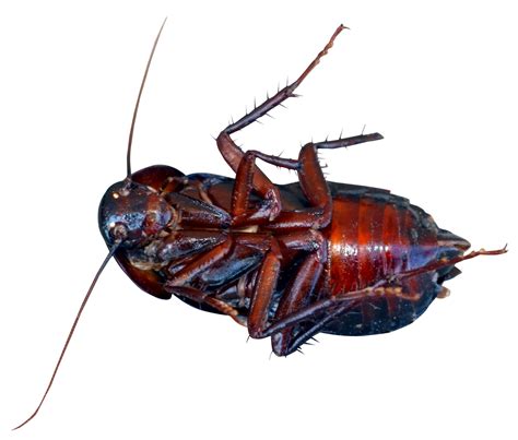 Cockroach Png Cockroach Plus 198821 Kb Free Png Hdpng