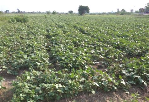 ကျောက်ဆည်မြို့နယ် မကျီးတောကျေးရွာတွင် ပဲတီစိမ်းသီးနှံစိုက်ခင်းများ အောင