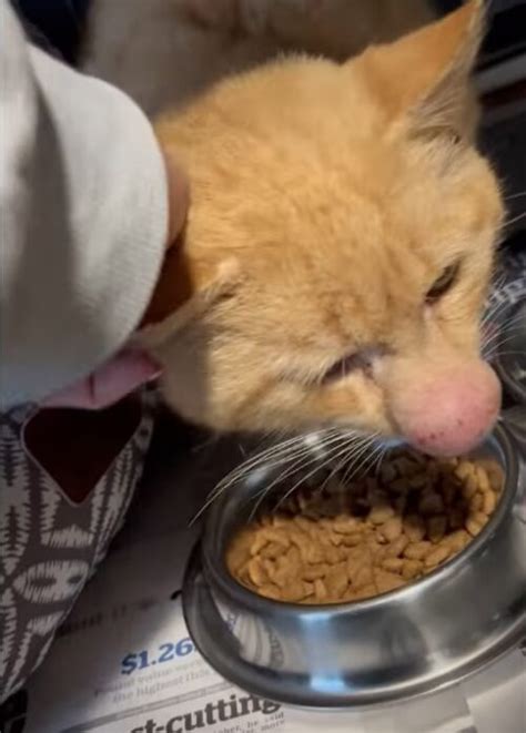 Dedicated To Helping Barney Bubble And His Mysterious Never Seen Before Nose Cole And Marmalade