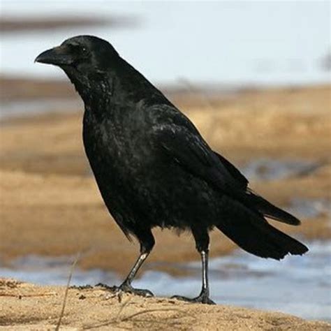 Jūras Vārna Youtube