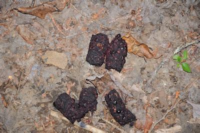 Scat Junglekeyfr Image