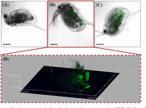Figure 1 From Sampling Microplastics In Beach Sediments And Analysis