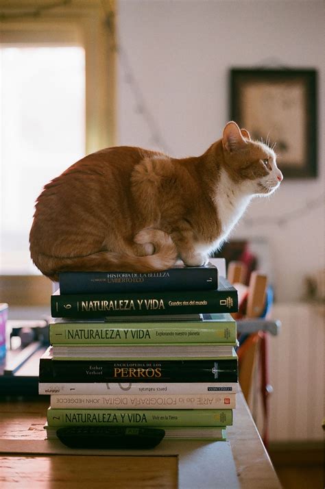 Кошки С Книгами Картинки — Картинки фотографии