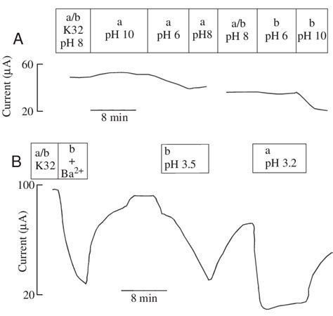 A Effects Of Apical And Basolateral Ph Shifts On The Transepithelial Download Scientific