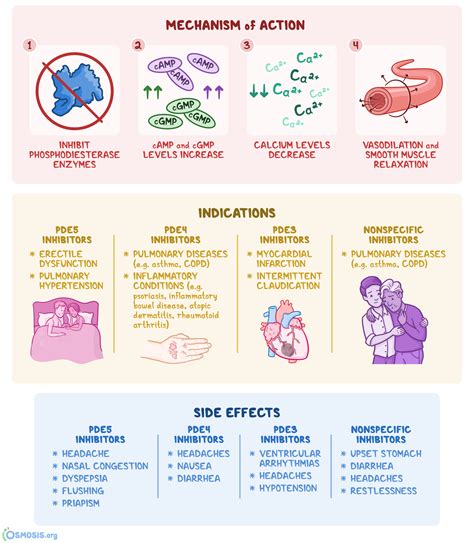 Phosphodiesterase Inhibitors What Are They How Do They Work Osmosis