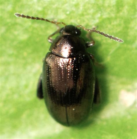 What Bug Jumps At George Ashcraft Blog