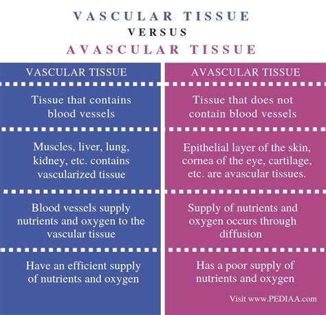 What Is The Difference Between Vascular And Avascular Tissue Pediaa