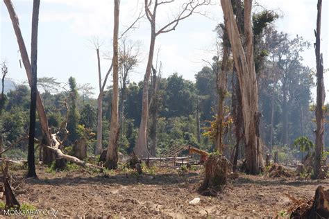Deforestation In Laos Causes Consequences Actions
