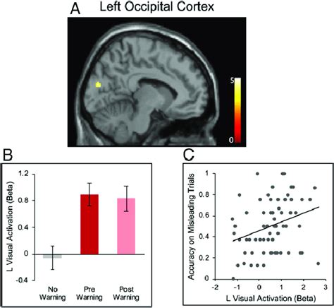 Warnings Increase Sensory Reactivation In Visual Processing Regions Download Scientific Diagram