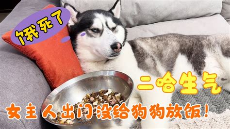 主人出門太著急竟然忘記餵狗，當主人回到家那一刻，你們都別笑！【小黑小黄的幸福狗生】 Youtube