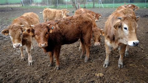 Human Mad Cow Disease 1 In 2 000 Brits Carry Abnormal Protein Fox News