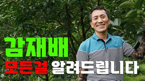 감 재배에 대한 모든 것을 알려드리겠습니다ㅣ감농장 체험교육 ㅣ 감 재배 교육비대관리 방제 수형 접목 등 Youtube
