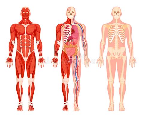 Rg Os Internos Do Corpo Humano Anatomia Vetor Muscular Plano Nervosa E
