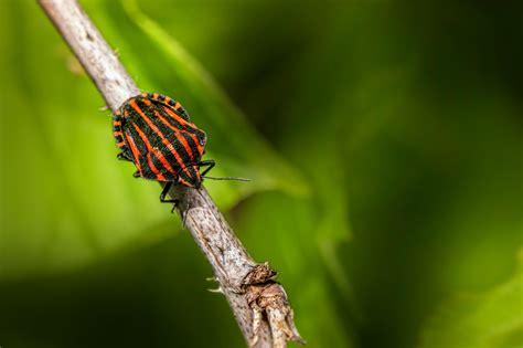 Dead Bug Exercise Photos Download The Best Free Dead Bug Exercise
