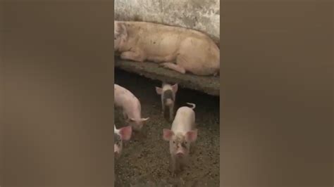 لماذا حرم أكل لحم الخنزير علمياanimals الإعجازالعلميفيالقرآن