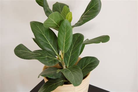 Ficus Tree Leaf