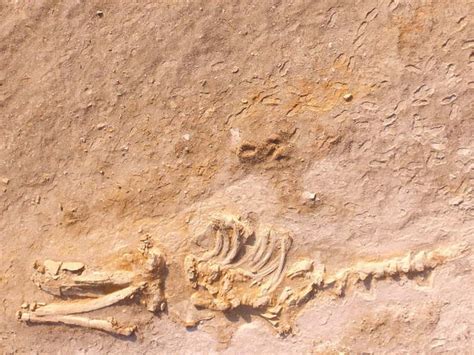 Finding Fossils From The Air Before Setting Out From The Lab Refind