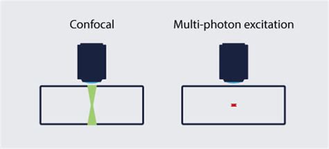 Diving Into The Deep Confocal Vs Multi Photon Microscopy Abberiorrocks