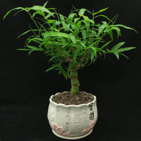 水养罗汉竹图片 罗汉竹图片大全大图 文秘苑图库