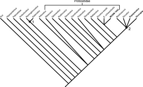 New Middle Eocene Whales From The Pisco Basin Of Peru