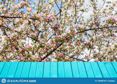 Fondo De La Primavera Con El Manzano De Florecimiento Y Los Tablones De