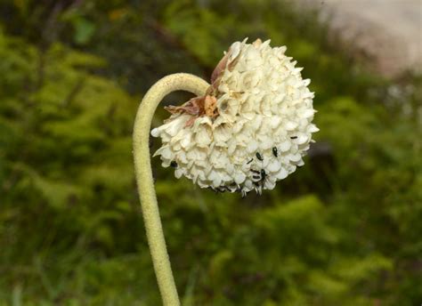 Bassecoia Hookeri Eflora Of India