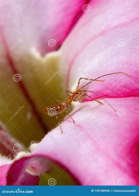 Assassin Bug Nymph Stock Photo Image Of Garden Nature 195700996