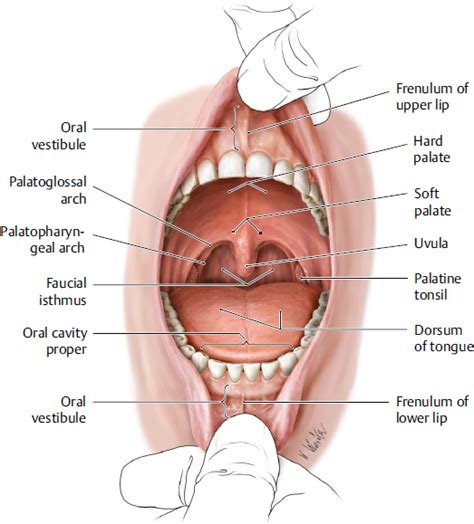 Oral Cavity And Pharynx Plastic Surgery Key