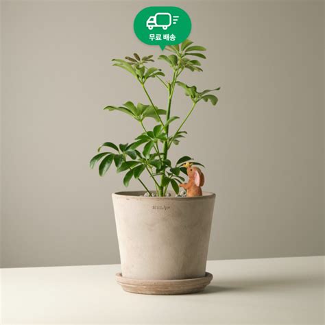 회색 이태리 토분 속 홍콩야자 화원 거실화분 축하화분 인테리어식물