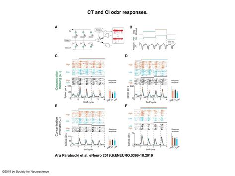 Ct And Ci Odor Responses Ppt Download