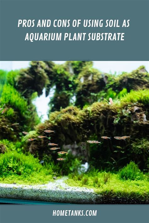 Planting Aquatic Plants In The Soil Can Cause Them To Root Firmly Into